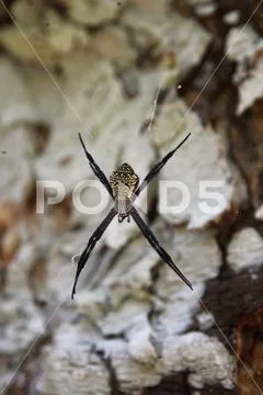 Big spider hanging from a web, soft background ~ Premium Photo #119696129
