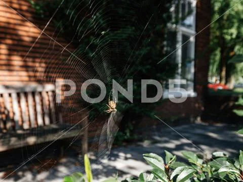 Big spider on the net with Dutch house seen in background Stock Photo ...