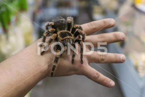 Photograph: Big spider tarantula sits crawling on the man's arm #83590417