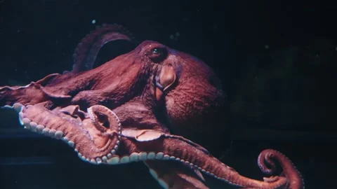 Big splendid octopus floats on a black b... | Stock Video | Pond5