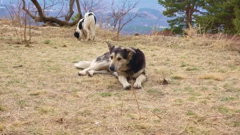 big stray dogs on the dry grass. trappin... | Stock Video | Pond5