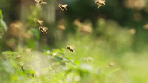 big swarm of honey bees flying in spring... | Stock Video | Pond5