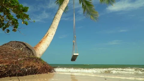 Big swung shake on a palm tree against t... | Stock Video | Pond5