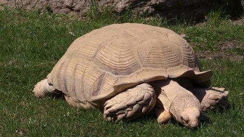 Big Ang Spurs Stock Video Footage | Royalty Free Big Ang Spurs Videos ...