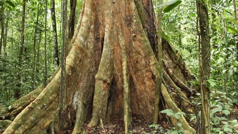 Big tree in the Amazon rain forest. Gree... | Stock Video | Pond5