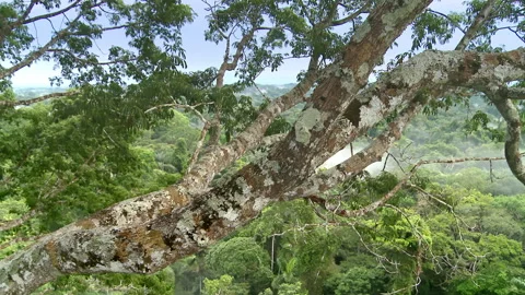 A big tree in the Amazon rainforest Bird... | Stock Video | Pond5
