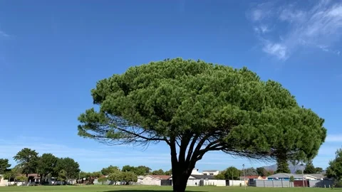 Big tree being blown by the wind in the ... | Stock Video | Pond5