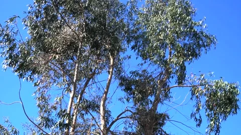 Big Tree Falling Down. Deforestation Con... | Stock Video | Pond5