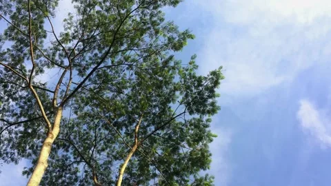 Big tree leaves blowing in the wind and ... | Stock Video | Pond5