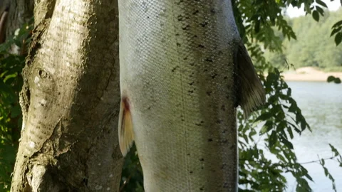 big trout fish successful fishing | Stock Video | Pond5