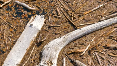 Big trunks floating on the water of the ... | Stock Video | Pond5