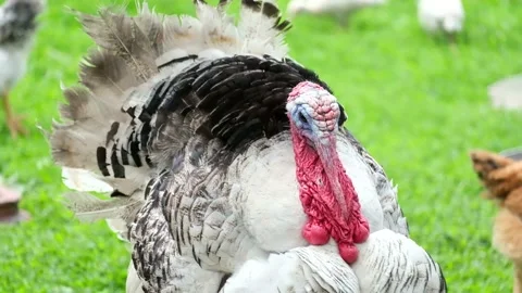Big Turkey walks around the yard, farm. | Stock Video | Pond5
