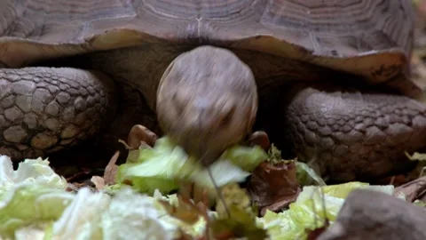 The big turtle eats cabbage and lettuce.... | Stock Video | Pond5