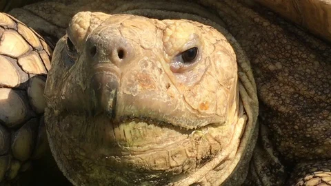 Big Turtle's Face Close Up | Stock Video | Pond5
