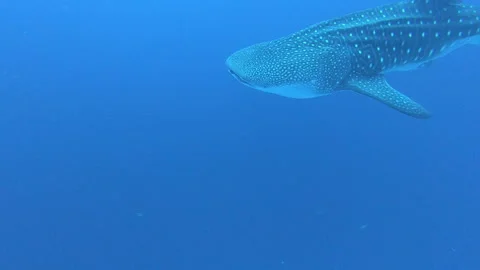 Shark Feeding Video Stock Videos – Royalty-Free HD & 4K Videos | Page 3