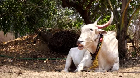 Big white sacred bull in india. Indian w... | Stock Video | Pond5