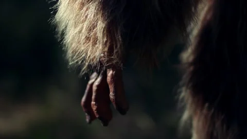 Sasquatch Stock Videos – Royalty-Free HD & 4K Videos | Page 4