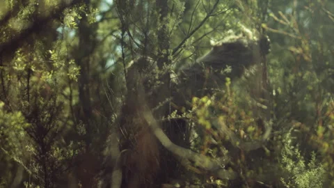 Bigfoot pulling down a tree branch | Stock Video | Pond5