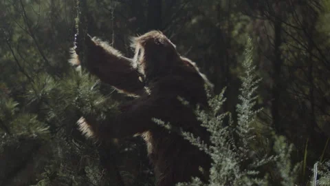 Bigfoot Yeti Stock Videos – Royalty-Free HD & 4K Videos | Page 2