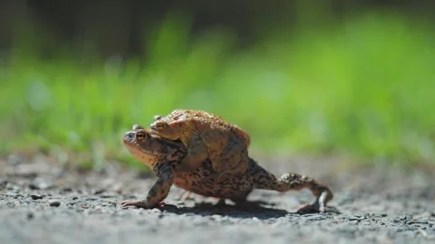 A bigger female toad carries a male toad... | Stock Video | Pond5