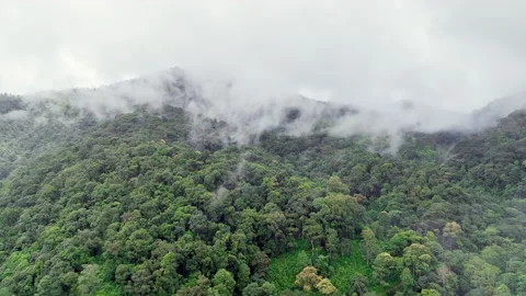 The biggest cause of rain forest loss is... | Stock Video | Pond5