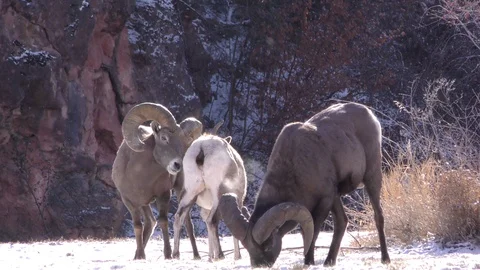 Sheep Mating Stock Videos – Royalty-Free HD & 4K Videos