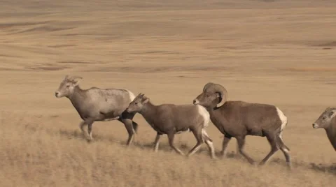 Female Ram Stock Footage ~ Royalty Free Stock Videos | Pond5