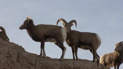 Female Ram Stock Footage ~ Royalty Free Stock Videos | Pond5