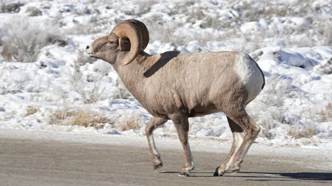 Bighorn Sheep Ram running in slow motion | Stock Video | Pond5