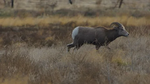 Bighorn sheep young ram follows sent of ... | Stock Video | Pond5