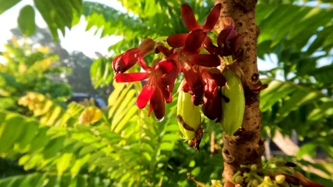 Bilimbi fruit tree whose trunk is issuin... | Stock Video | Pond5