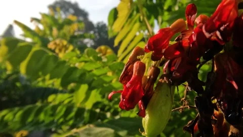 Bilimbi fruit tree whose trunk is issuin... | Stock Video | Pond5