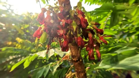 Bilimbi fruit tree whose trunk is issuin... | Stock Video | Pond5