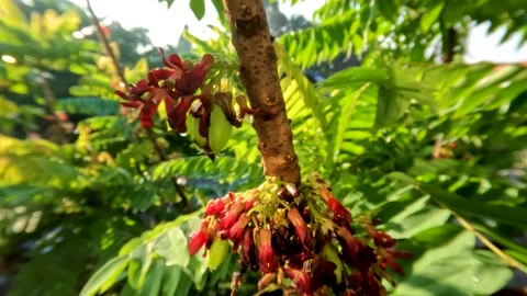 Bilimbi fruit tree whose trunk is issuin... | Stock Video | Pond5