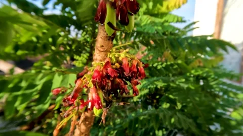 Bilimbi fruit tree whose trunk is issuin... | Stock Video | Pond5