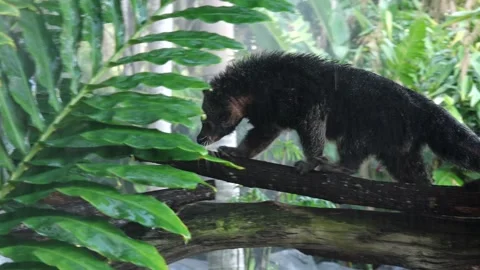 Binturong bearcat walking on tree log in... | Stock Video | Pond5