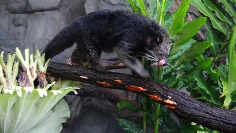 Binturong bearcat walking on tree log in... | Stock Video | Pond5