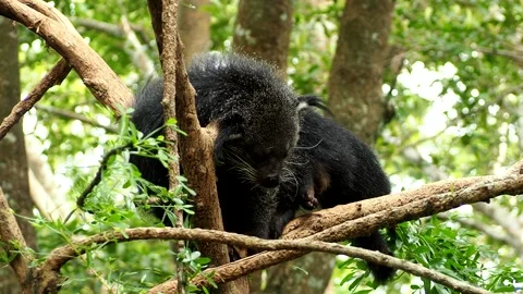 Binturong Stock Video Footage | Royalty Free Binturong Videos | Pond5