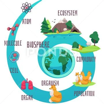 Biodiversity and classification of biosphere life infographics cartoon ...