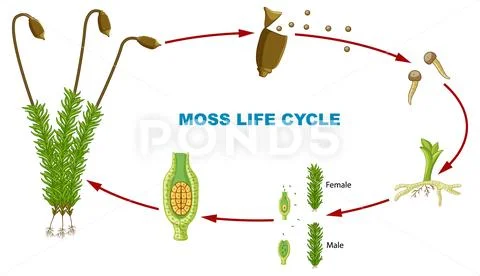 Biology Study: Moss Plant Life Cycle Infographic Illustration #248408460