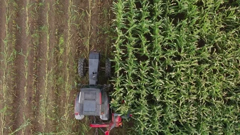 Biomass production from corn, clean ener... | Stock Video | Pond5