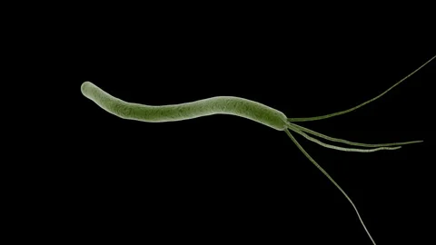 Helicobacter Pylori Stock Video Footage | Royalty Free Helicobacter ...
