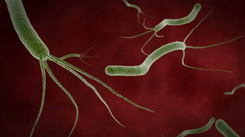 Helicobacter Pylori Stock Video Footage | Royalty Free Helicobacter ...