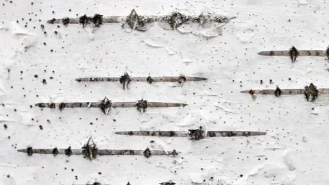 Tree Texture Seamless Stock Video Footage | Royalty Free Tree Texture ...