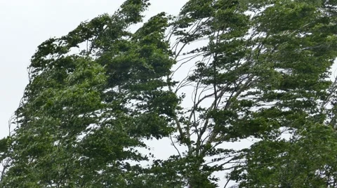 Wind Stock Footage ~ Royalty Free Stock Videos | Pond5