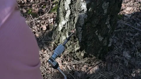 birch water healthy juice from sap tree,... | Stock Video | Pond5