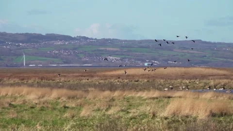 2 Foot Dee[ Stock Videos – Royalty-Free HD & 4K Videos | Pond5