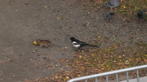 Rat Fight Stock Footage ~ Royalty Free Stock Videos | Pond5