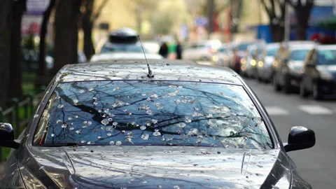 Bird Poop Stock Videos – Royalty-Free HD & 4K Videos | Pond5
