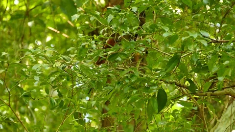 Bird on broadleaf tree exiting frame and... | Stock Video | Pond5